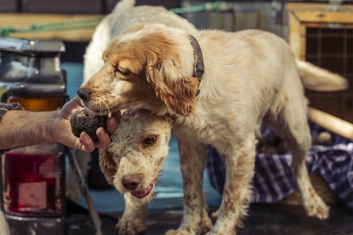 I Migliori Tartufi nel Cuore dell’Umbria | Valnerina Tartufi
